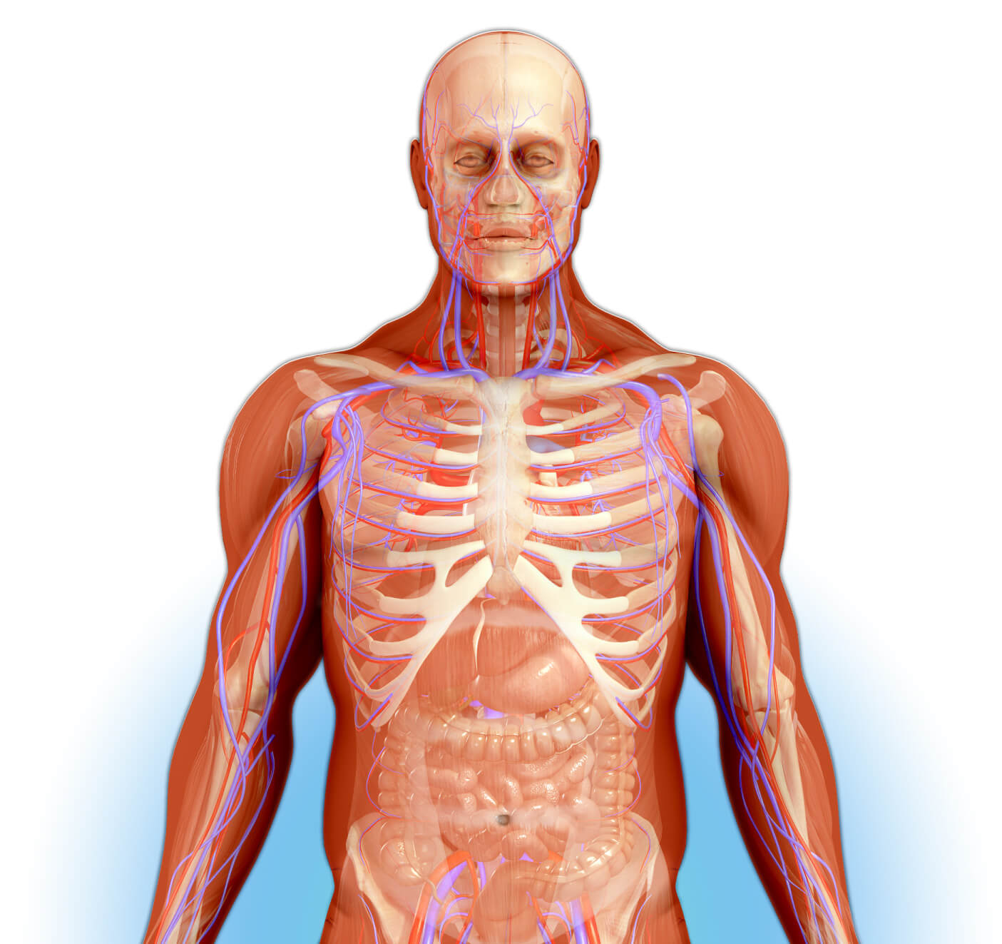 Biologie humaine